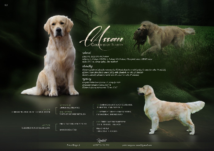 Assan Goddess of beauty :: Goldensvet