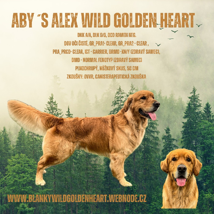 Aby‘s Alex Wild Golden Heart :: Goldensvet